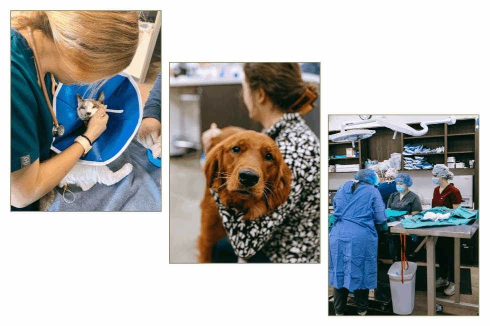 Best Vet Hospital In Moscow, ID | Viking Veterinary Hospital